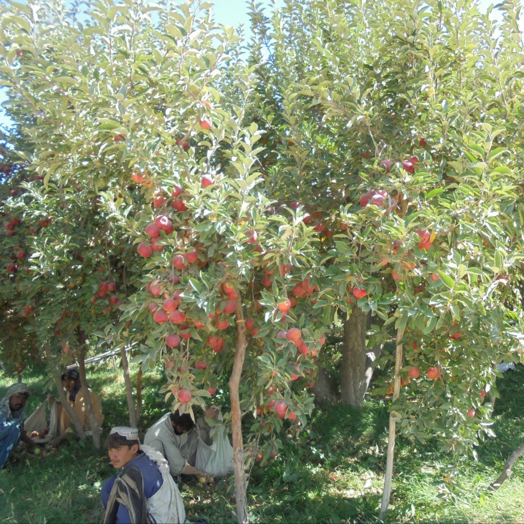 Empowering marginalized communities: Success story of Mr Maula Dad, an ...