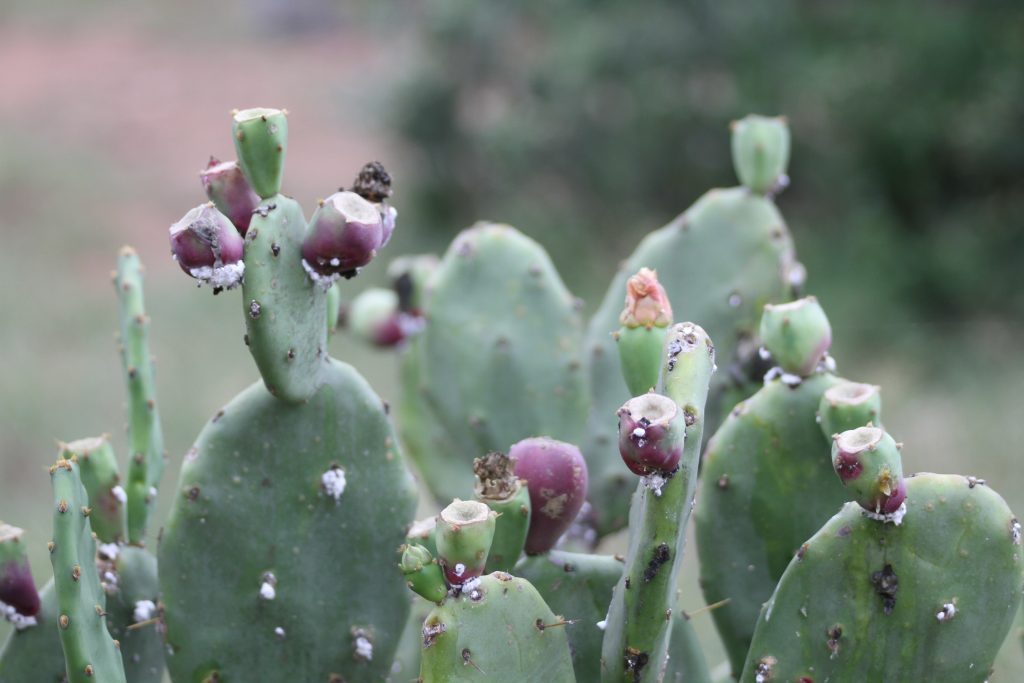 Loved and loathed: the bitter-sweet attraction of the world’s cacti in ...