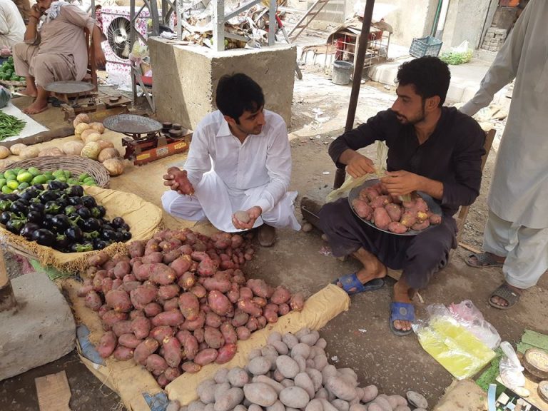 'Digging deep' to strengthen the potato value chain in Pakistan – CABI Blog