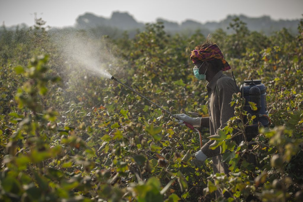 CABI on cotton (part 1): Farmer seminar on pest management – CABI Blog