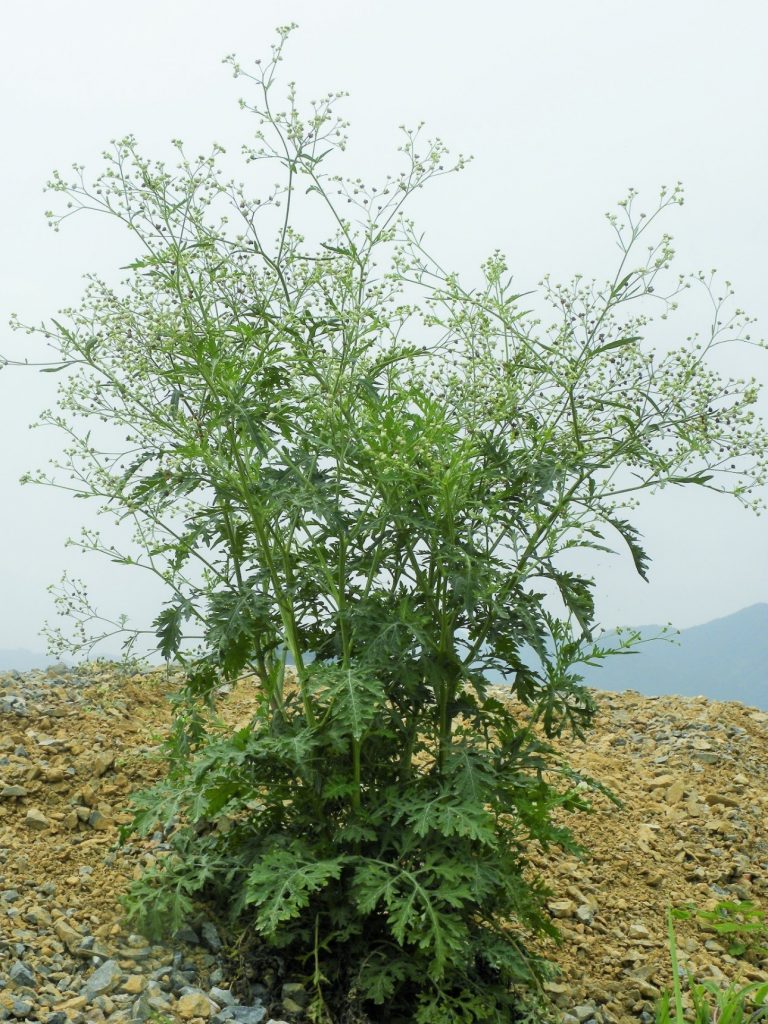 Is parthenium weed allergy problem worse than that of annual ragweed ...