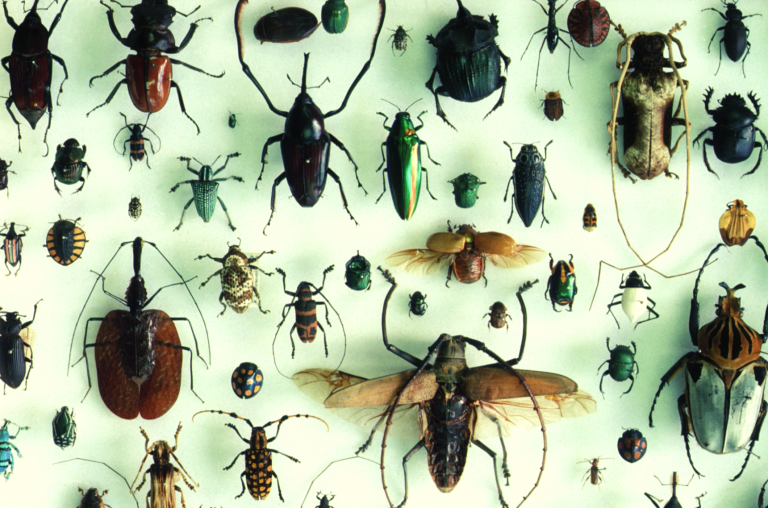 Why a global insect decline affects us all – CABI Blog Why a global insect decline affects us all – CABI Blog