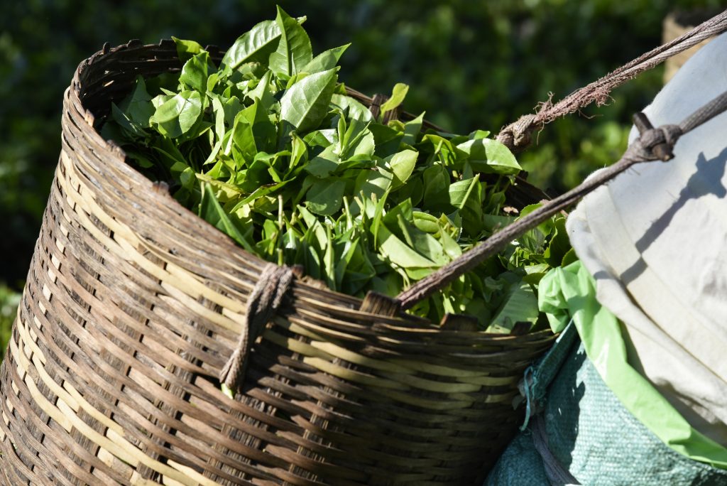 Reaping the harvest: Sustainable tea production in India picture special