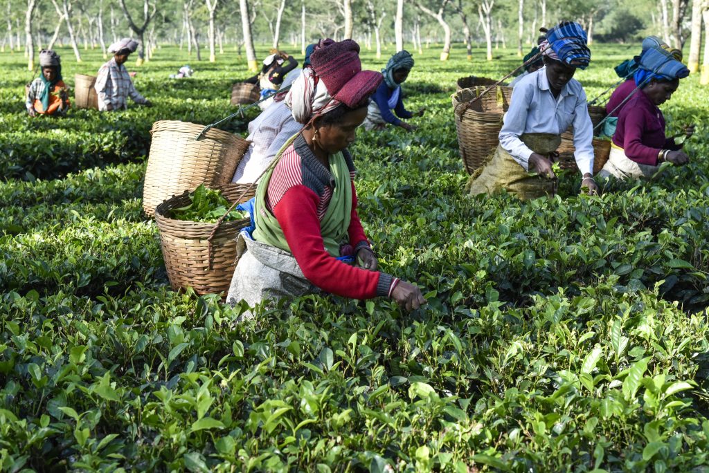 Reaping the harvest: Sustainable tea production in India picture special