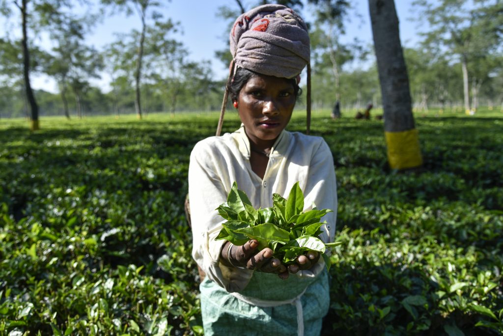 Reaping the harvest: Sustainable tea production in India picture special