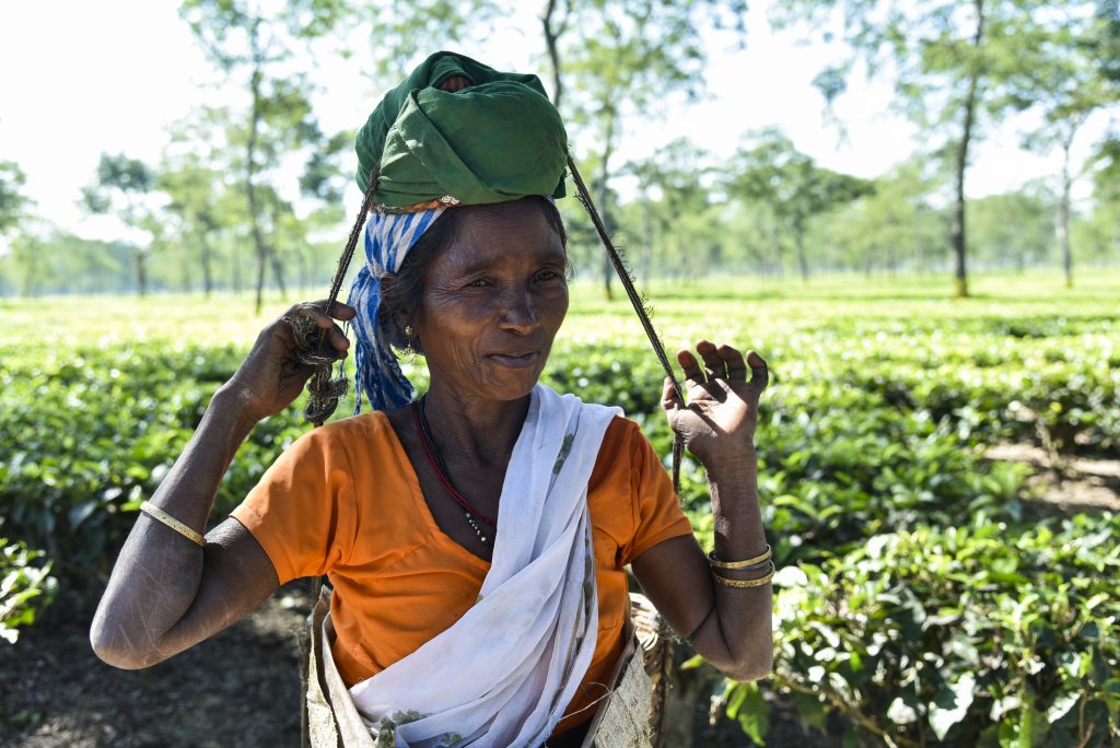 Reaping the harvest: Sustainable tea production in India picture special