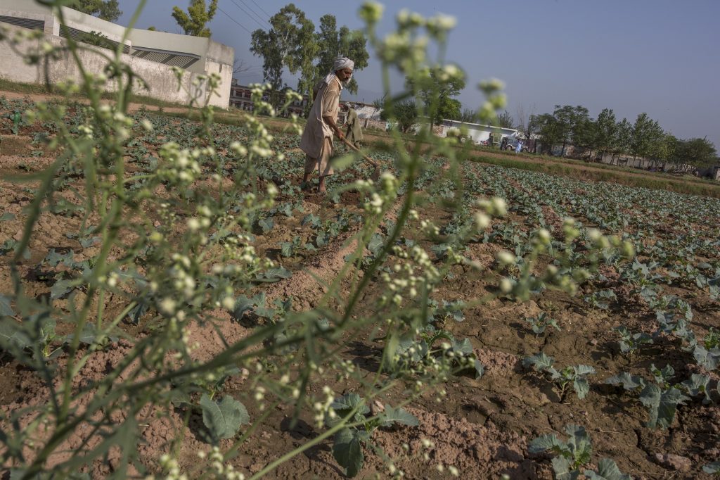 In the frame: fighting the scourge of parthenium weed in Pakistan ...