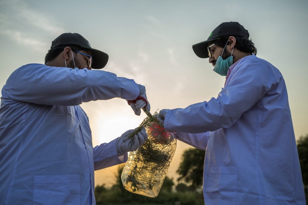 In the frame: fighting the scourge of parthenium weed in Pakistan ...