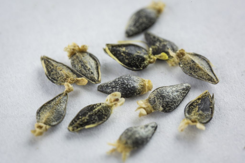 In the frame: fighting the scourge of parthenium weed in Pakistan ...