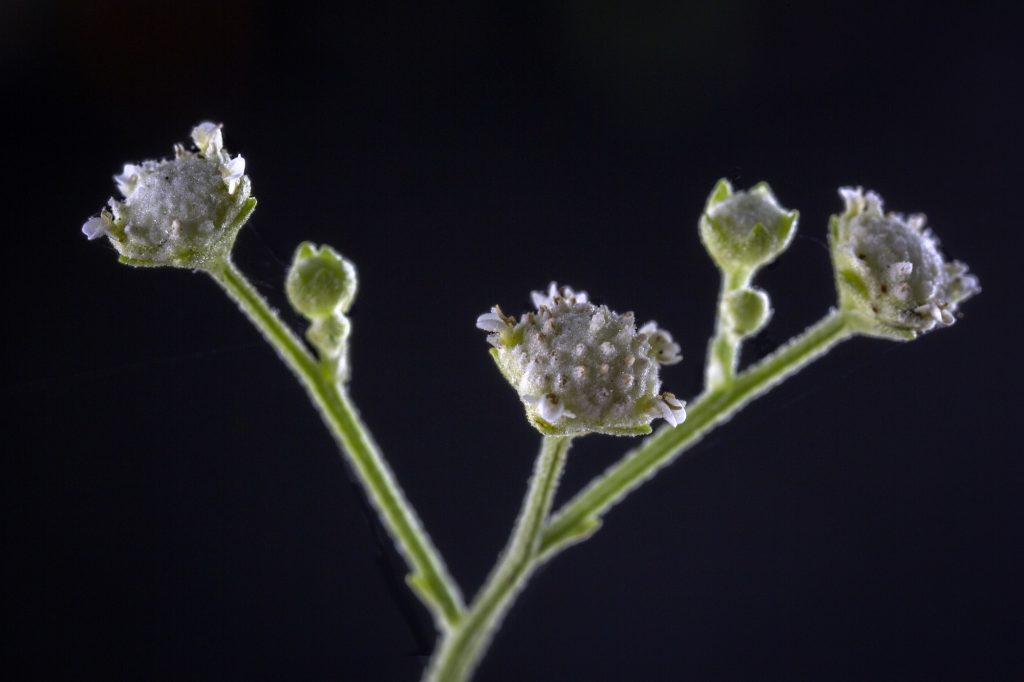 In the frame: fighting the scourge of parthenium weed in Pakistan ...