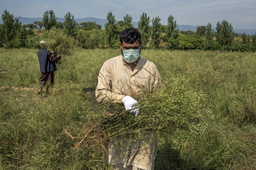 In the frame: fighting the scourge of parthenium weed in Pakistan ...
