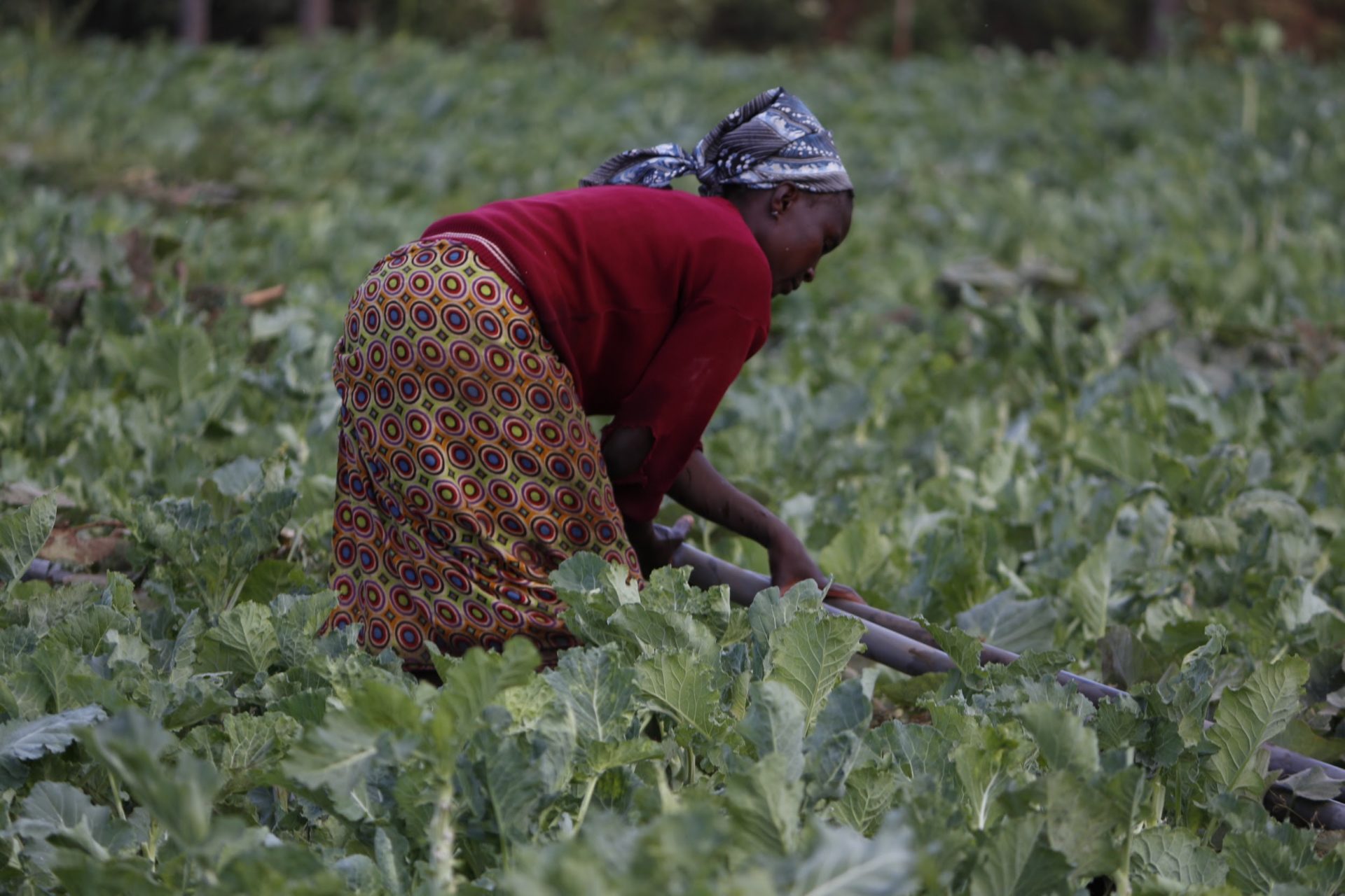 Improving disease resistance in Kenyan crops – CABI Blog