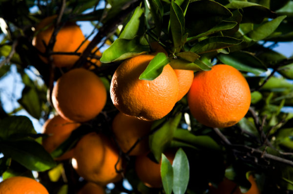 The history of cultivating citrus – CABI Blog