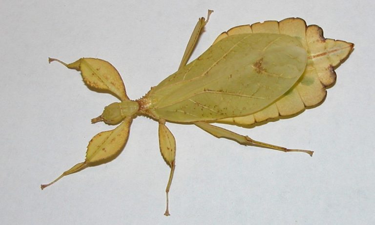 Mystery Organs of the Stick Insects: Solving A Century-Old Anatomical ...