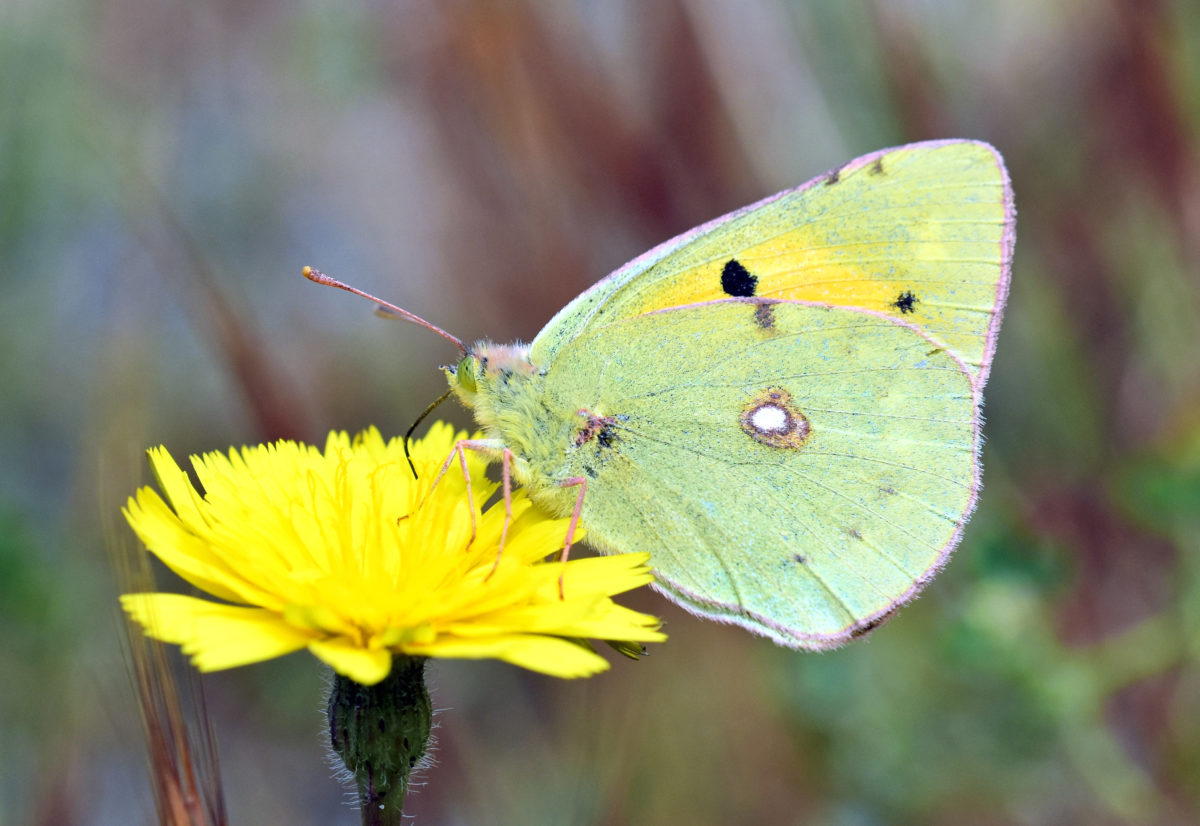 Butterflies and climate change – CABI Blog