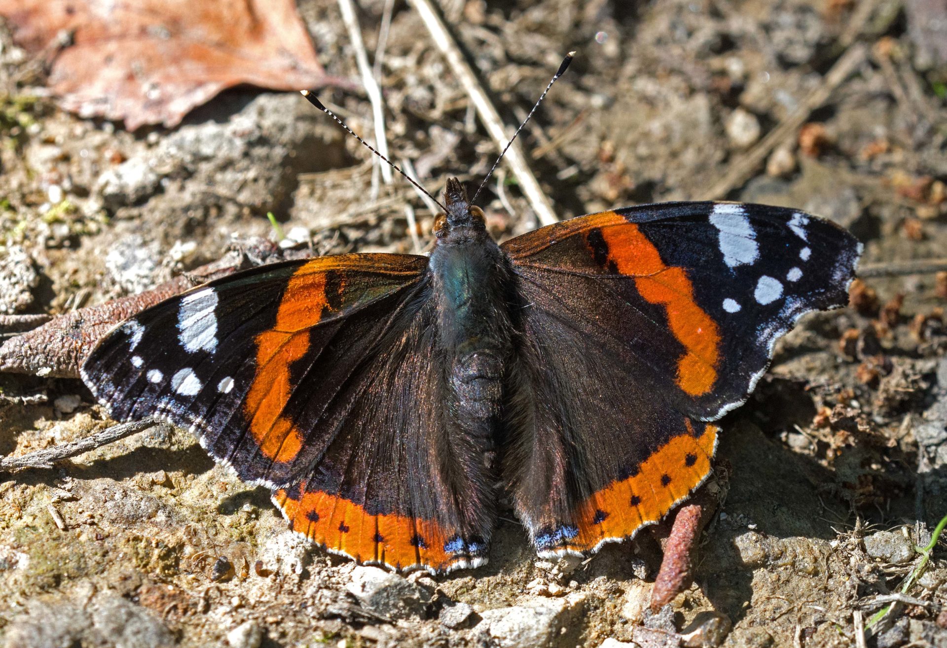 Butterflies and climate change – CABI Blog