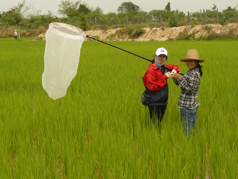 Making a case for safer ways to fight rice pests in the Greater Mekong ...