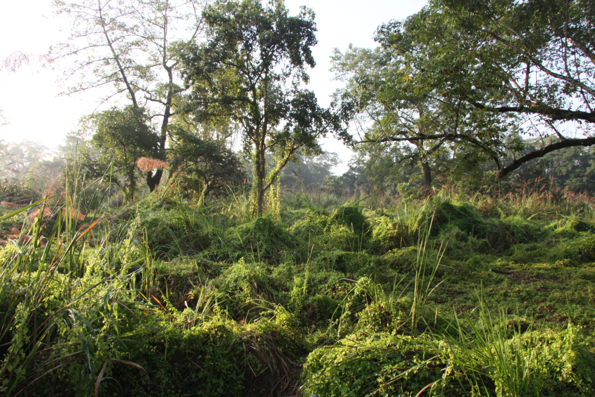 Invasive Alien Plants – CABI Blog