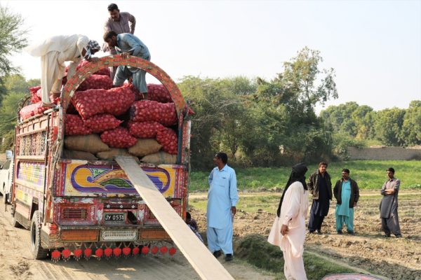 Onion value chain interventions increase incomes for growers in Sindh ...