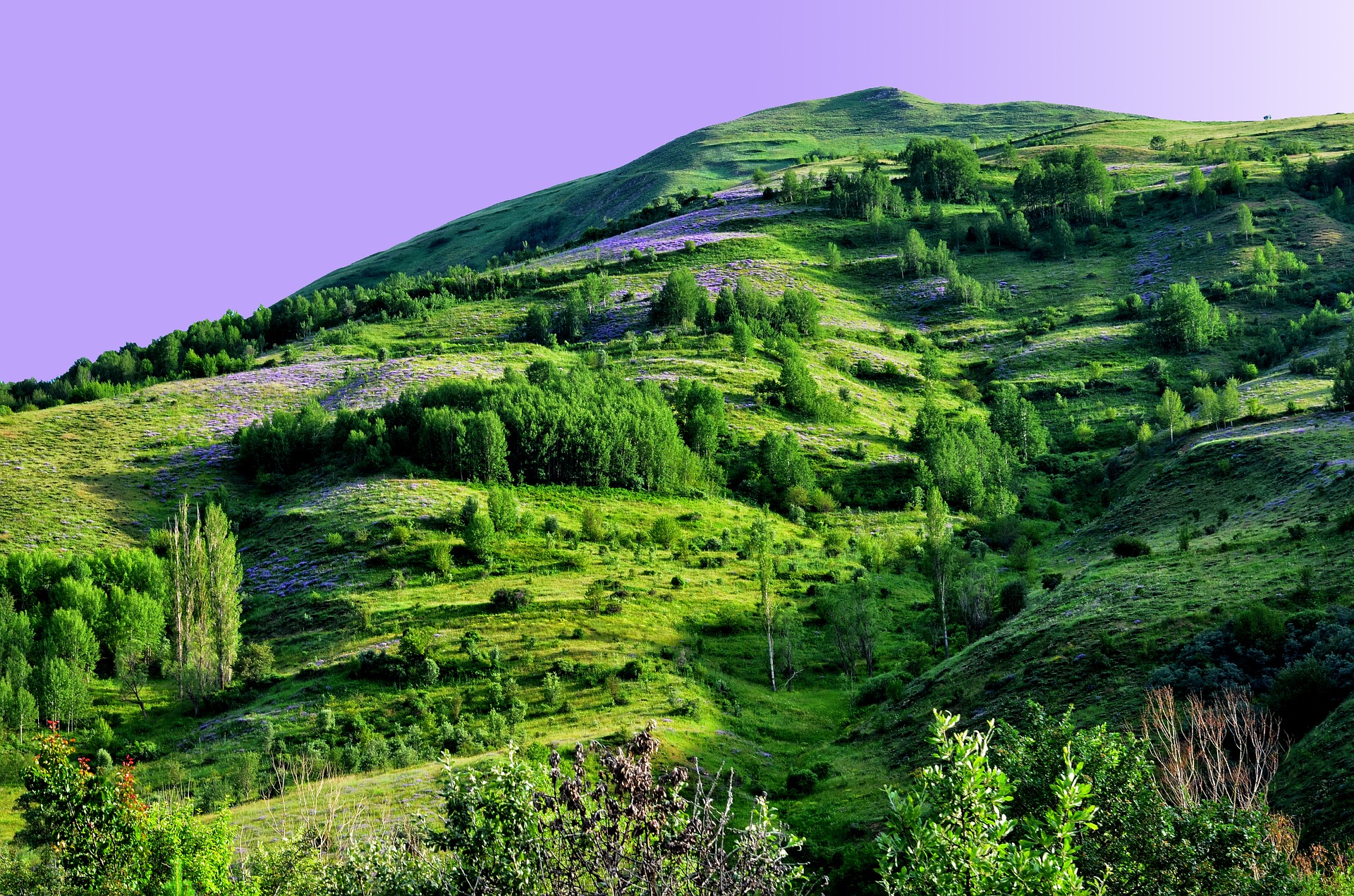 The Climate Battleground: Grassland or Forest – CABI Blog