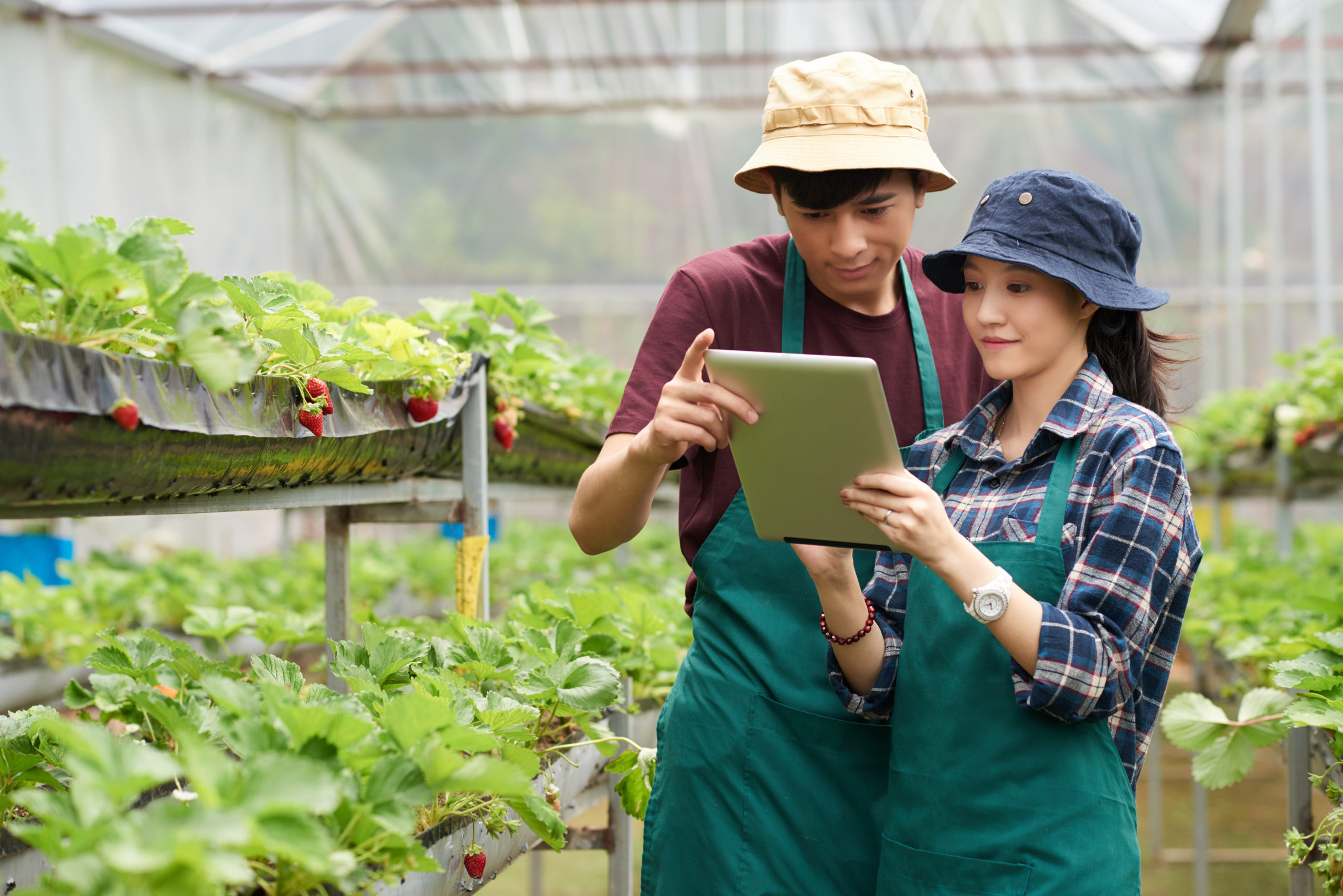 Opening up agricultural research and data: How do funders and the ...