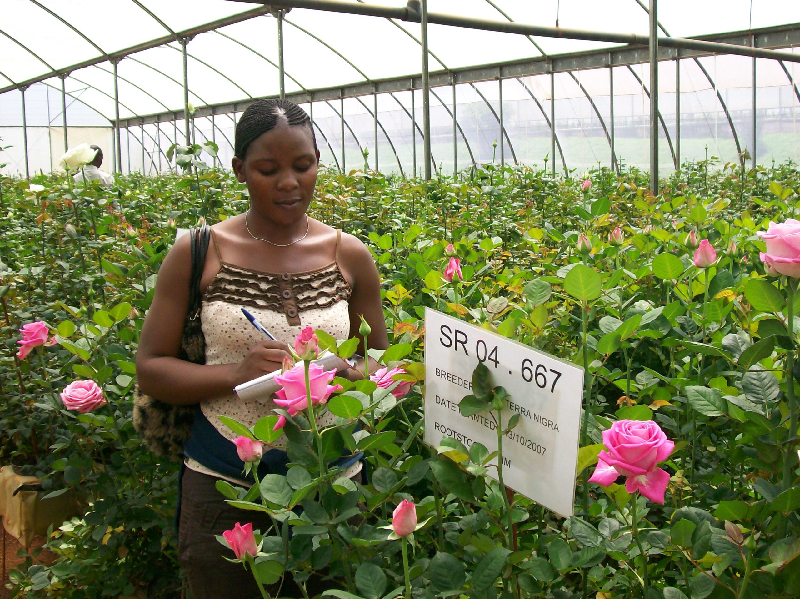 Tackling pests to boost Uganda’s blossoming trade in floriculture ...
