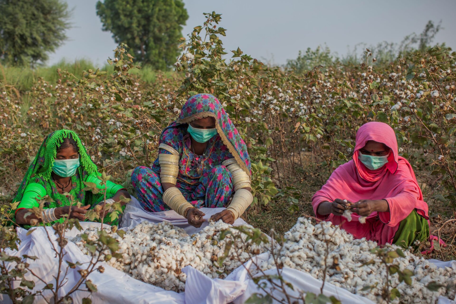 Organic cotton in Pakistan: policy analysis and recommendations – CABI Blog