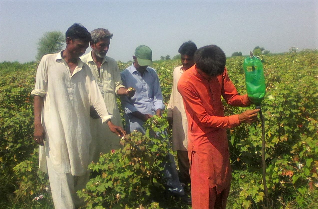 Farmers in Pakistan use pheromone capsules to fight back against cotton ...