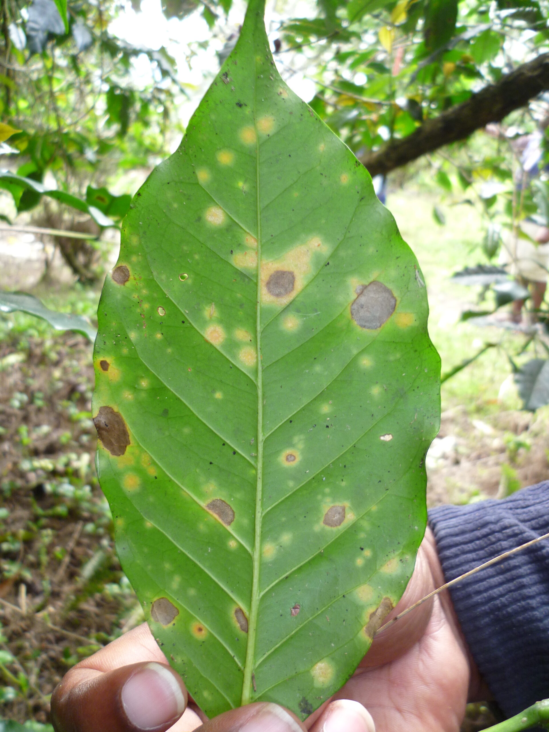 International Coffee Day blog special: five pests and diseases that ...