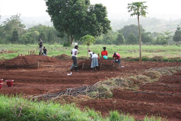 Review highlights Uganda’s neglected crops and climate change ...