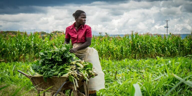 Global Burden of Crop Loss: Evidence based-systems