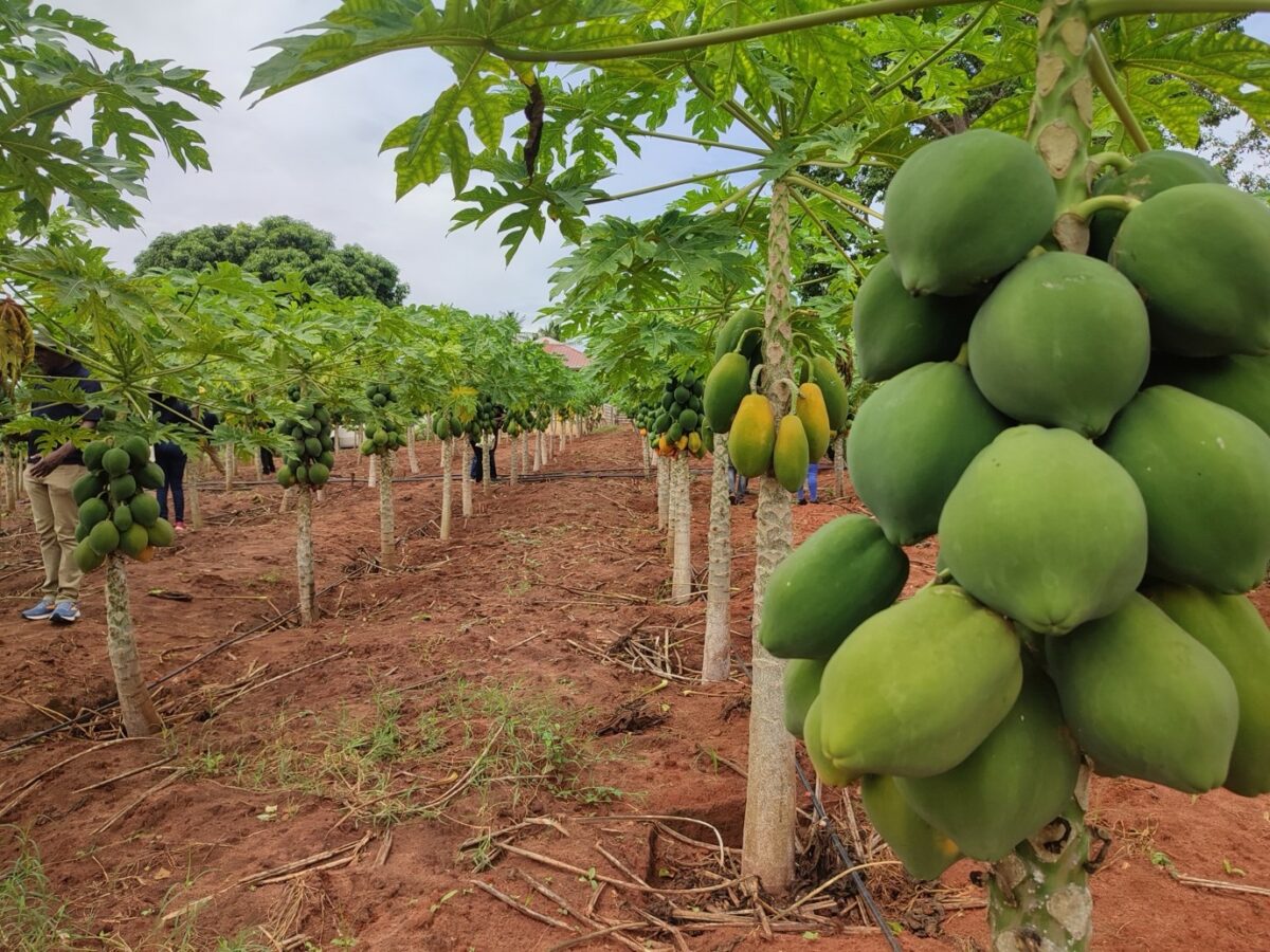 "Insect wasps are my army in the fight to protect my pawpaw" – CABI Blog