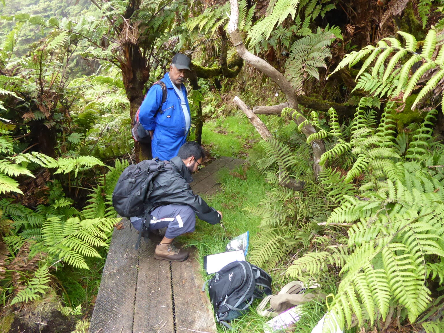 Managing the pathogens threatening St Helena’s biodiversity and food security – CABI Blog