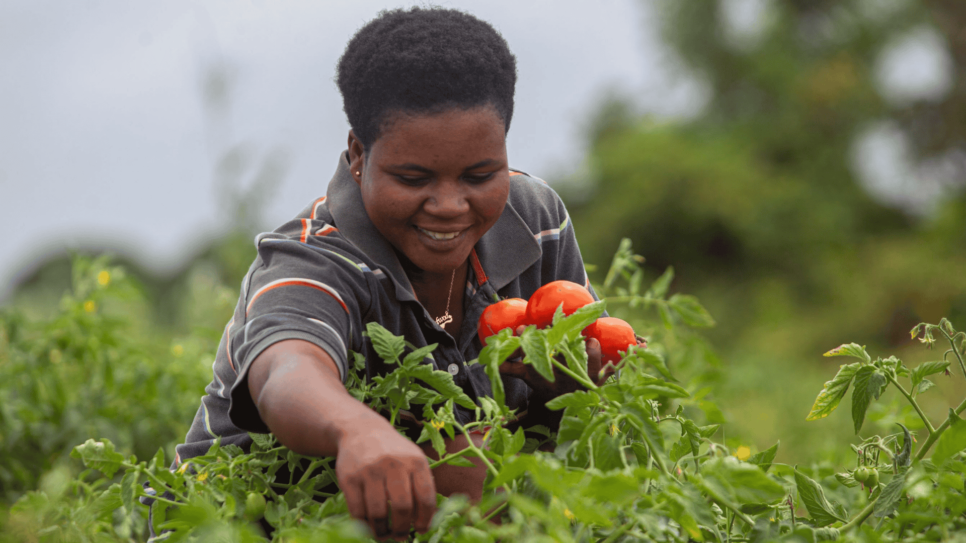 Pesticide risk reduction supports sustainable food systems – here's how ...